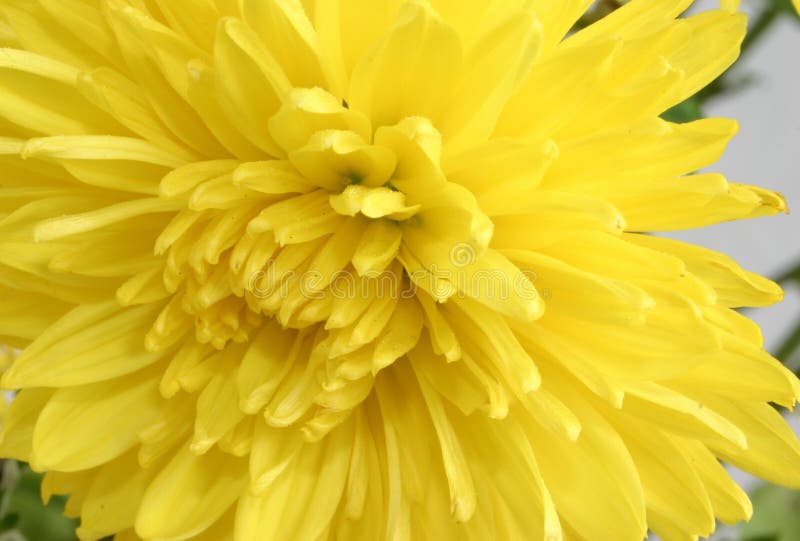 Crisantemo amarillo foto de archivo. Imagen de tranquilidad - 7757574