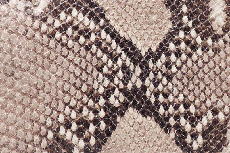 Macro Della Specie Di Serpente Predatore O Rettile Oculare Dettagli ...