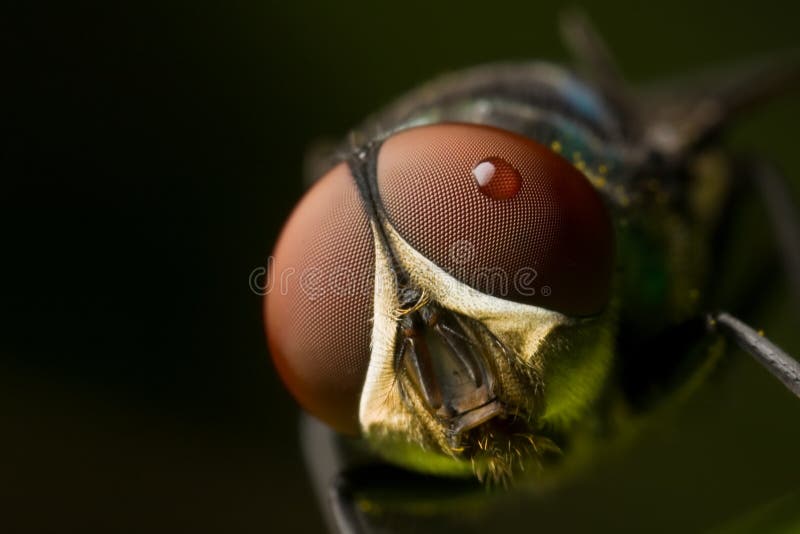Cara de la mosca imagen de archivo. Imagen de insecto - 7739103