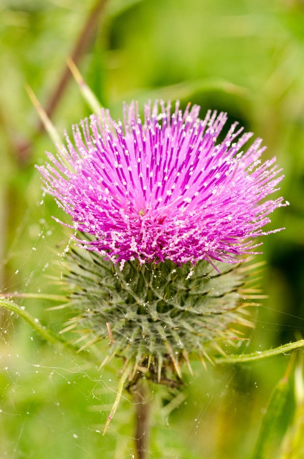 Fiore Del Cardo Selvatico Nel Regno Unito Fotografia Stock - Immagine ...
