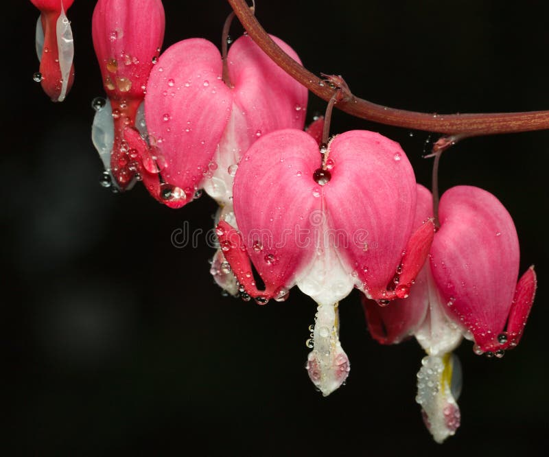 Macro Del Fiore Del Cuore Di Emorragia Immagine Stock - Immagine di ...
