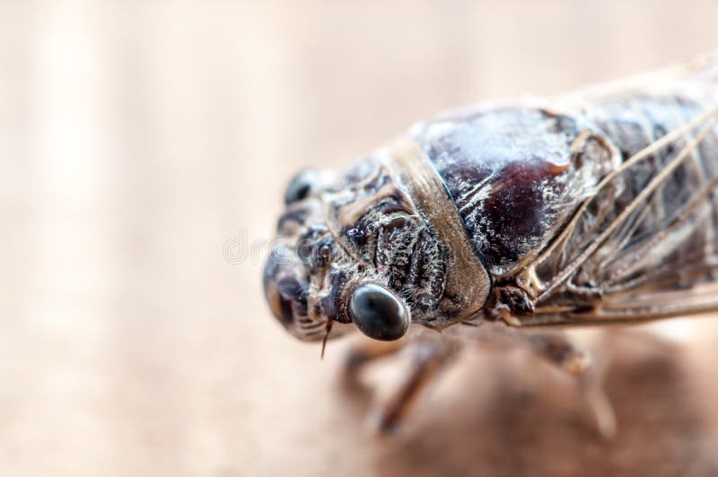 Macro Del Insecto De La Cigarra Imagen de archivo - Imagen de macro ...