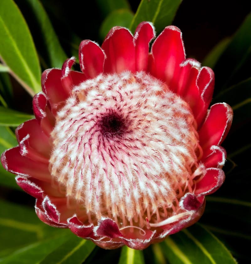 Flor de rey Protea imagen de archivo. Imagen de evergreen - 12949951