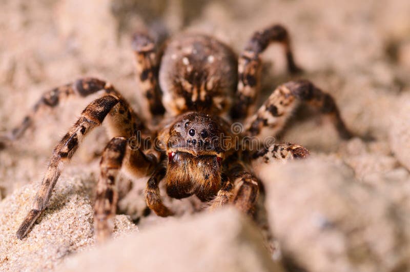 Macro Del Ragno Della Tarantola Immagine Stock - Immagine di bello ...