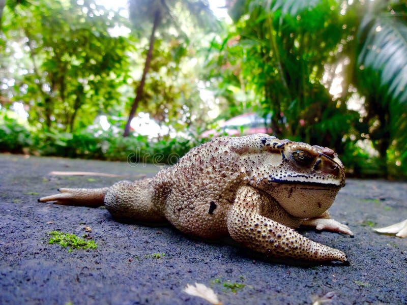 Sapo Rayado Del Amarillo Del Sapo Del Veneno Foto de archivo - Imagen ...