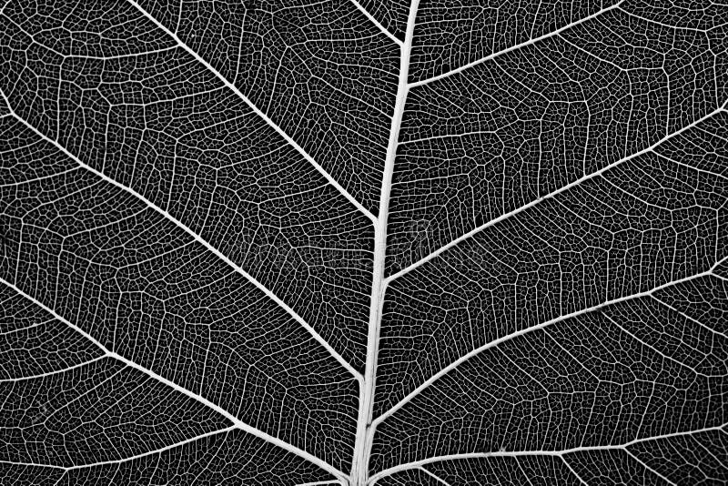 33,549 Macro Structure Leaf Stock Photos - Free & Royalty-Free Stock ...