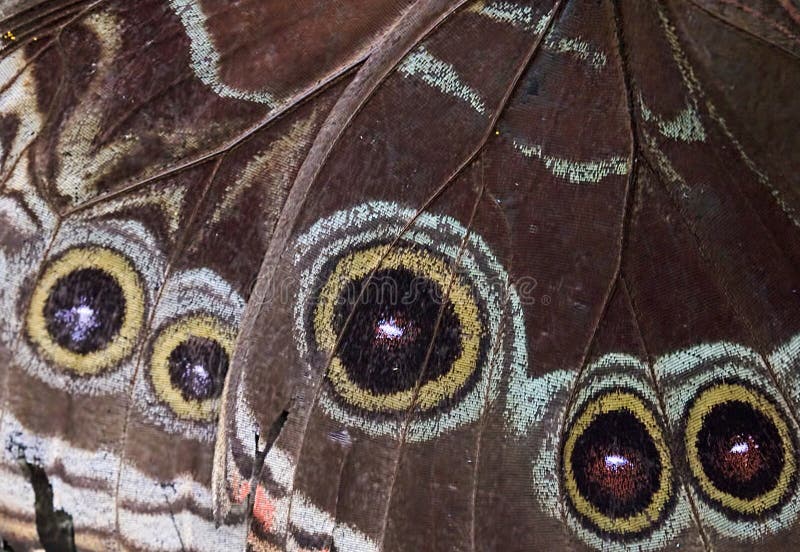 Macro Dell'ala Della Farfalla Con Un Modello Di Occhio Immagine Stock ...