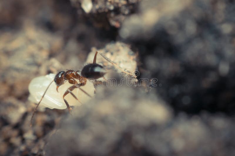 Macro Della Formica Del Nero Dell'insetto Immagine Stock - Immagine di ...