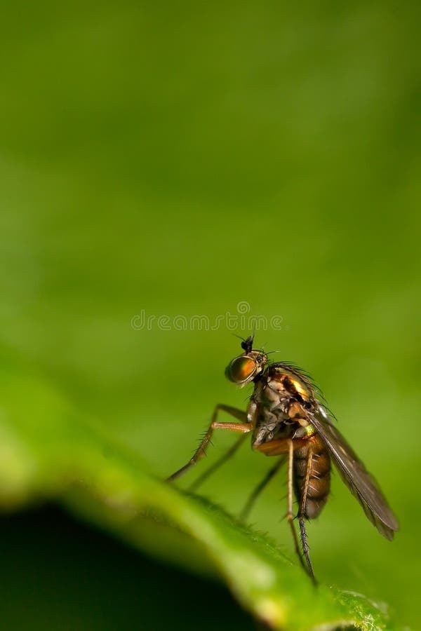 Macro di una mosca immagine stock. Immagine di aperto - 1034605