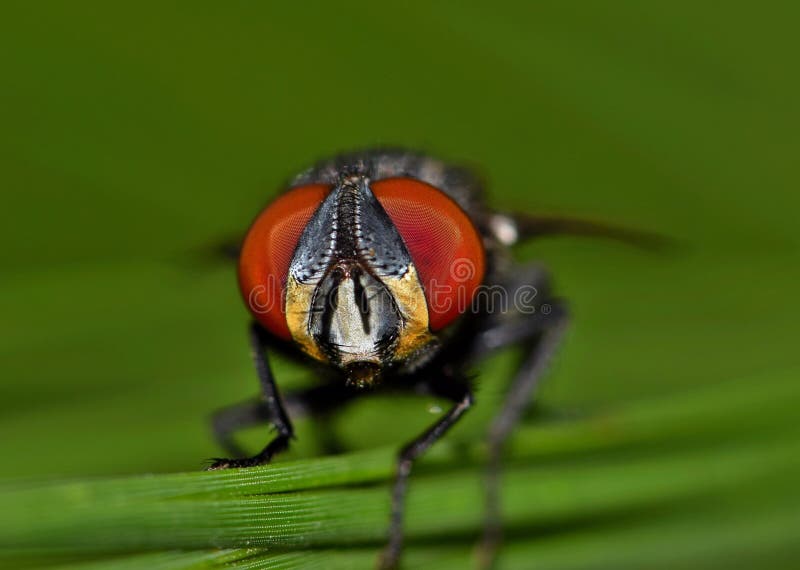 Macro Della Mosca Comune Che Mostra I Suoi Occhi Composti Rossi ...