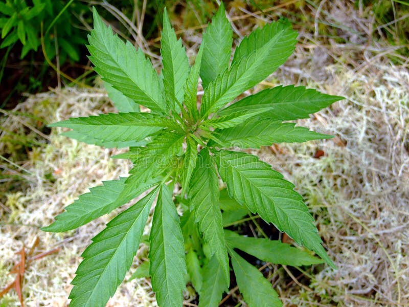 Macro Della Pianta Di Marijuana Immagine Stock - Immagine di marijuana ...