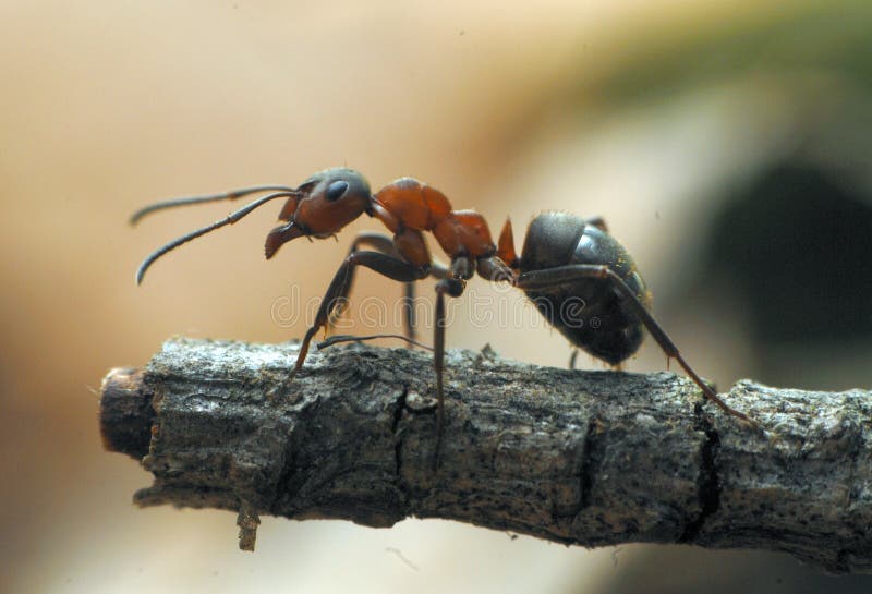 Formiche immagine stock. Immagine di insetto, sfondo - 30182665