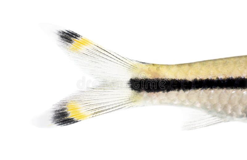 Macro of a Denison Barb Tail, Sahyadria Denisonii, Isolated Stock Image ...