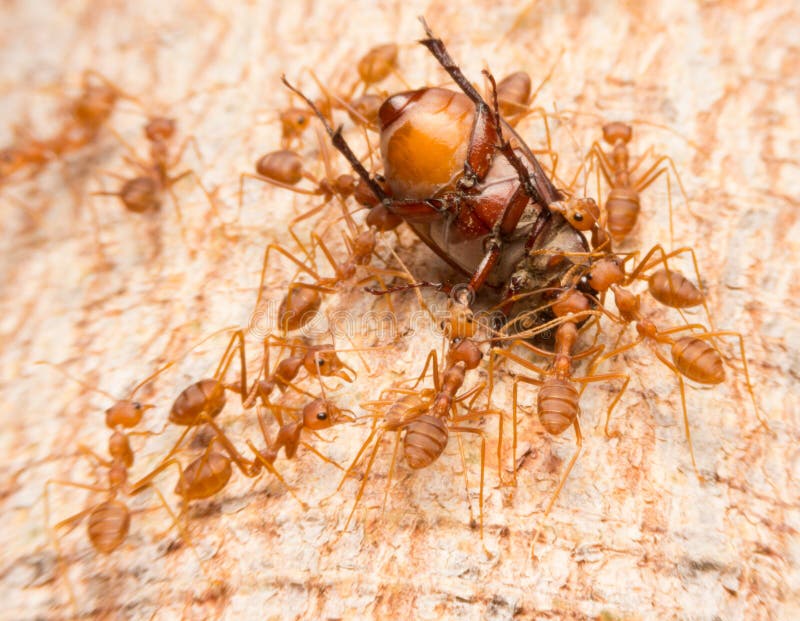 Haut étroit De Fourmis De Feu Photo stock - Image du anomalie, nature ...