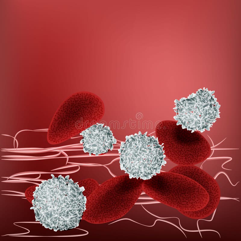 Macro Des Globules Blancs De Globules Rouges Traversant Des Veines ...