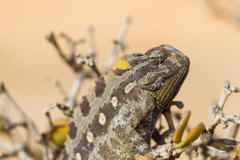 Macro of a Desert Chameleon Stock Photo - Image of namaqua, chamaeleo ...