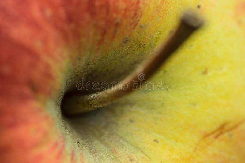Apple stem macro stock photo. Image of detail, sweet - 115816928