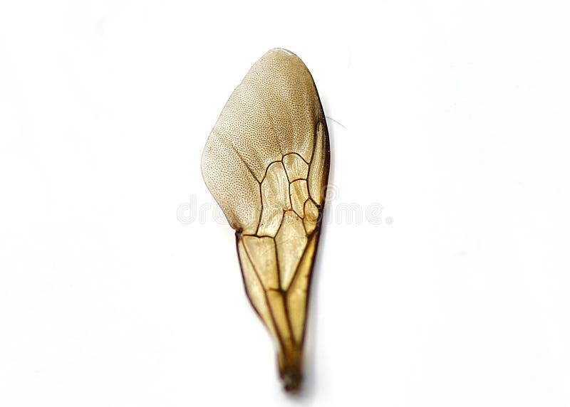 Bee wing detail. stock image. Image of pattern, animal - 161483399