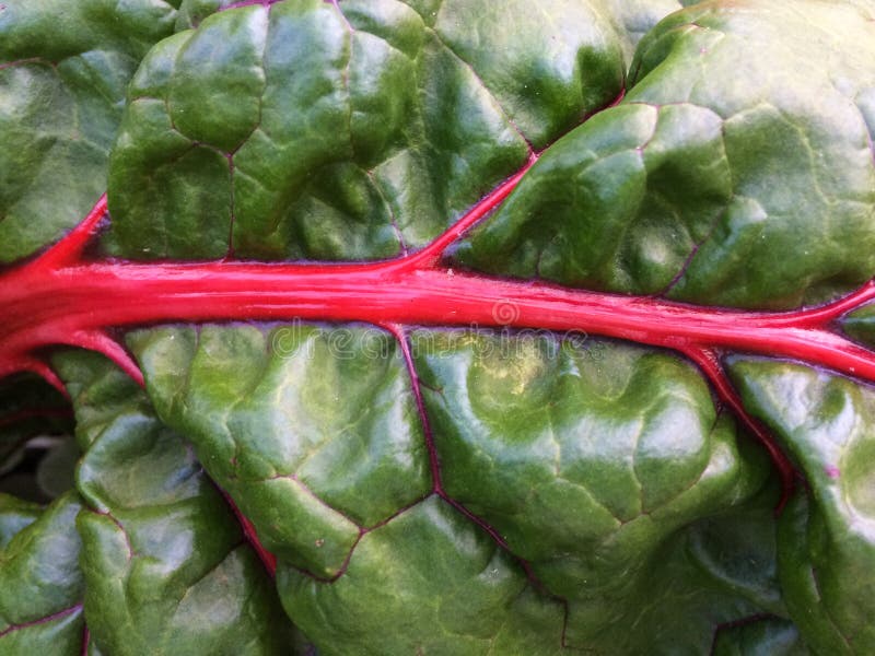 Big Green Leaf with Red Branch at Center Stock Photo - Image of leaf ...
