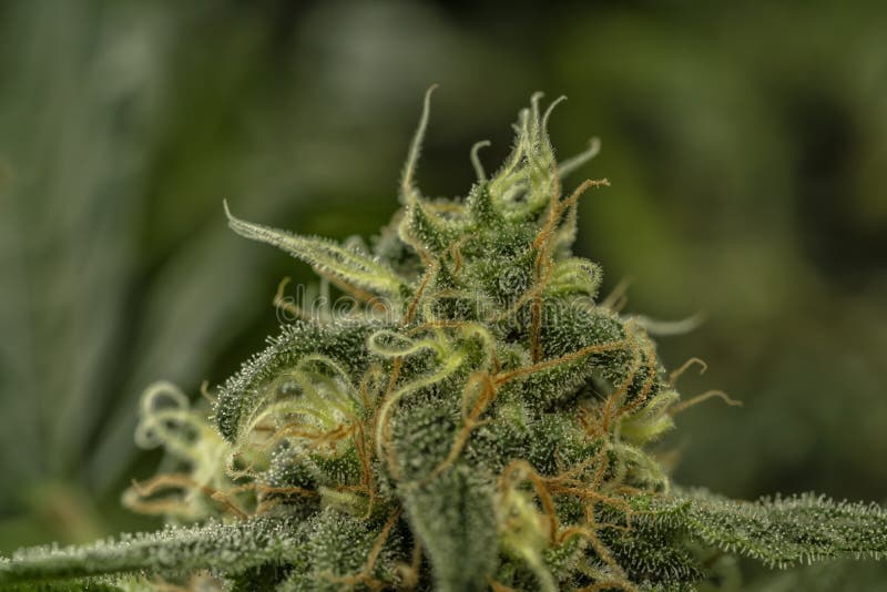 Detail of the Bud of a Skunk Cannabis Plant Stock Photo - Image of ...