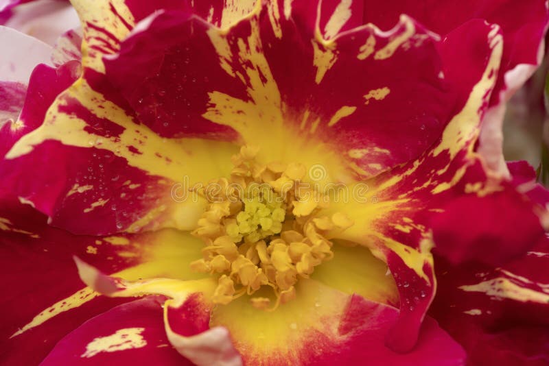 Macro Detail of the Center of a Yellow and Red Rose Stock Photo - Image ...