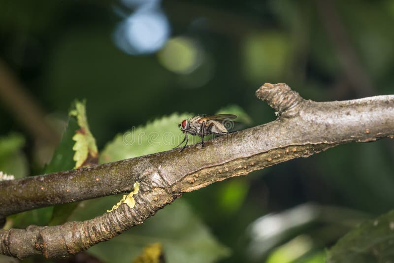 Macro Detail Close Up of a Fly Sitting on a Branch of a Tree, Germany ...