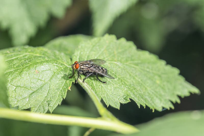 Macro Detail Close Up of a Fly Sitting on a Leaf of a Raspberry Bush ...