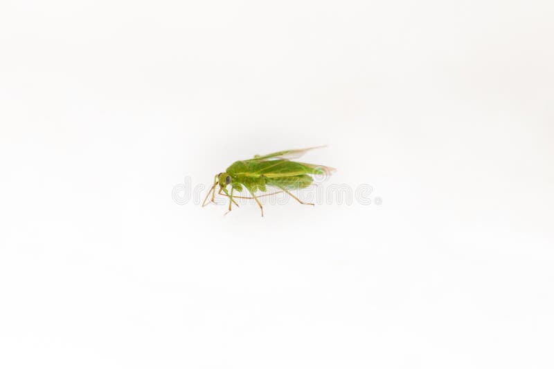 Macro Detail Close-up of a Green Soft Bug Against a White Background ...
