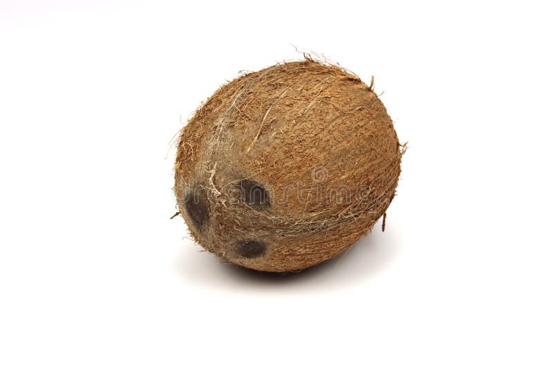 Macro Detail of Coconut with Fibers on Top Stock Image - Image of shell ...