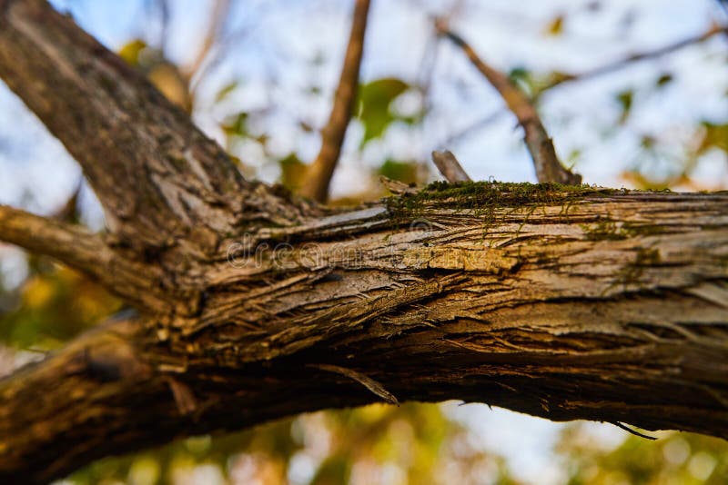 Macro Detail of Fall Tree Trunk and Bark with Golden Glow from Sun ...