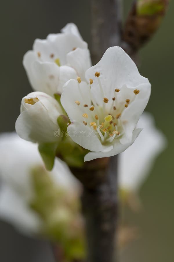 A Macro Detail of the Flowers of a Cherry Tree in Spring Stock Photo ...