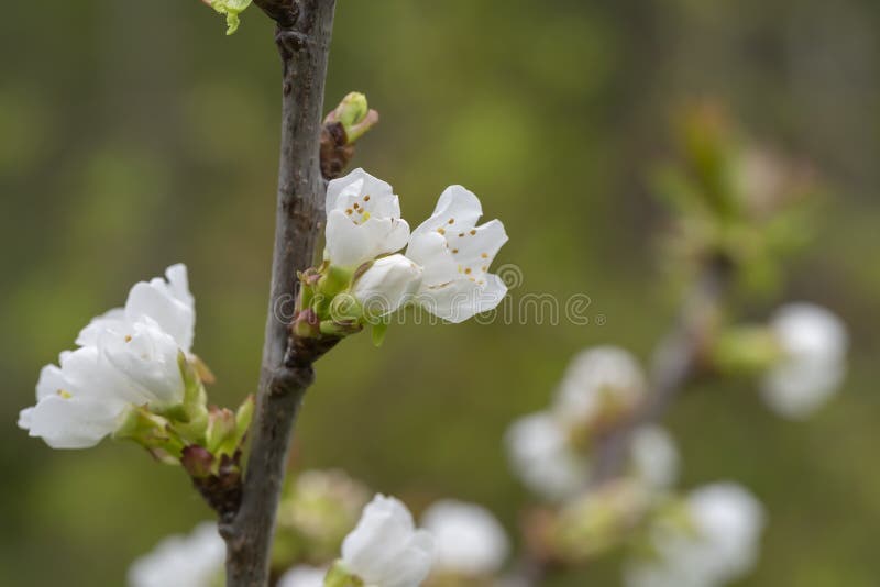 A Macro Detail of the Flowers of a Cherry Tree in Spring Stock Image ...