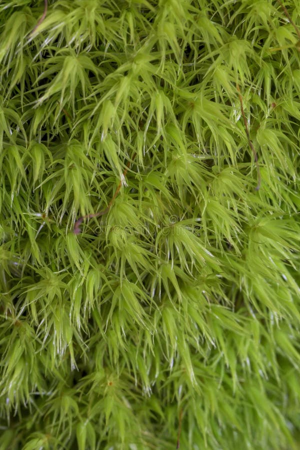 Macro Detail of Fluorescent Green Moss on Vertical Shoots Stock Photo ...
