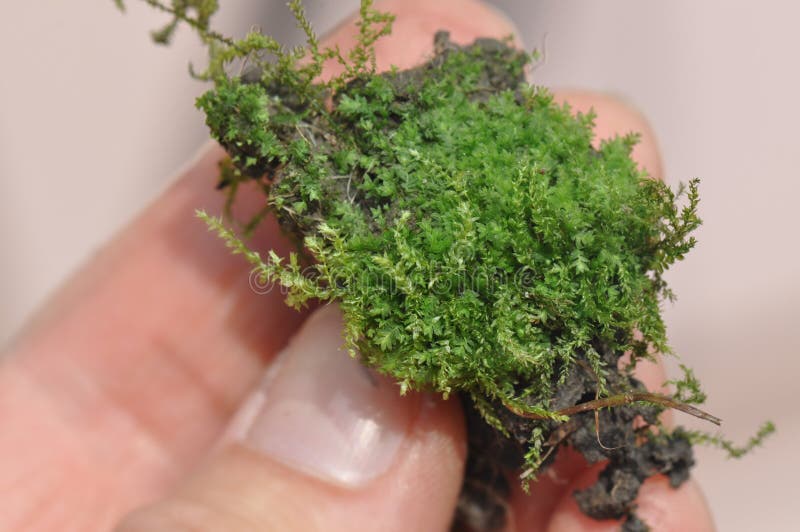 Moss detail stock photo. Image of closeup, horizontal - 112765470