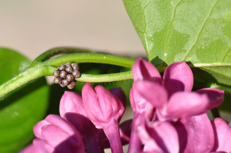 Insect eggs stock photo. Image of grass, butterfly, birth - 114913302