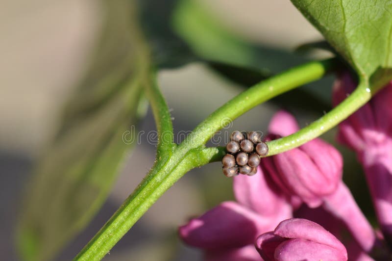 Insect eggs stock photo. Image of eggs, animal, closeup - 114913318