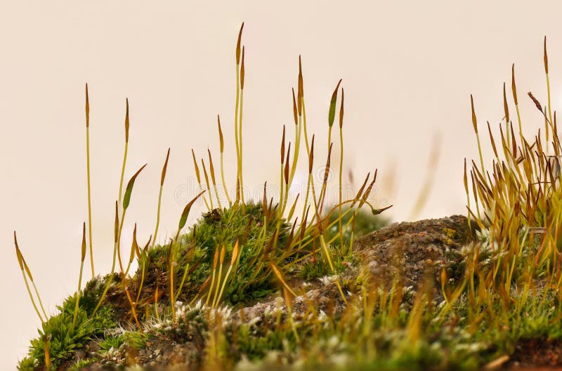 Moss detail stock photo. Image of closeup, horizontal - 112765470