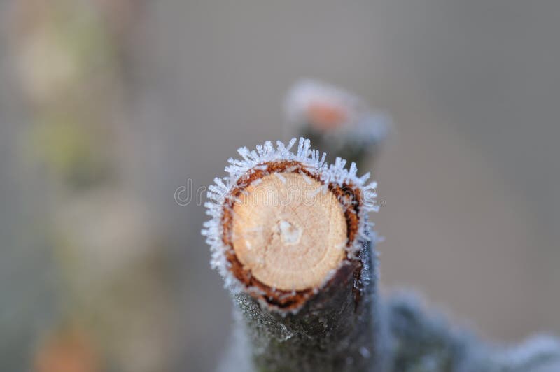 Catted tree branch stock photo. Image of forest, rural - 106353440