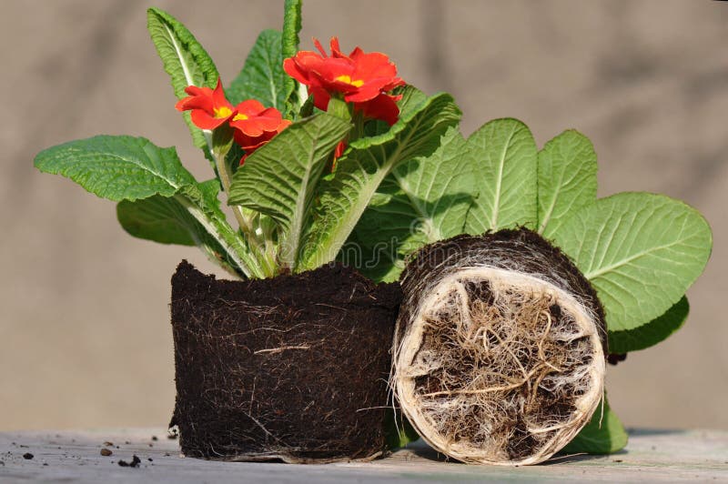Primula flower with roots stock image. Image of green - 112148027