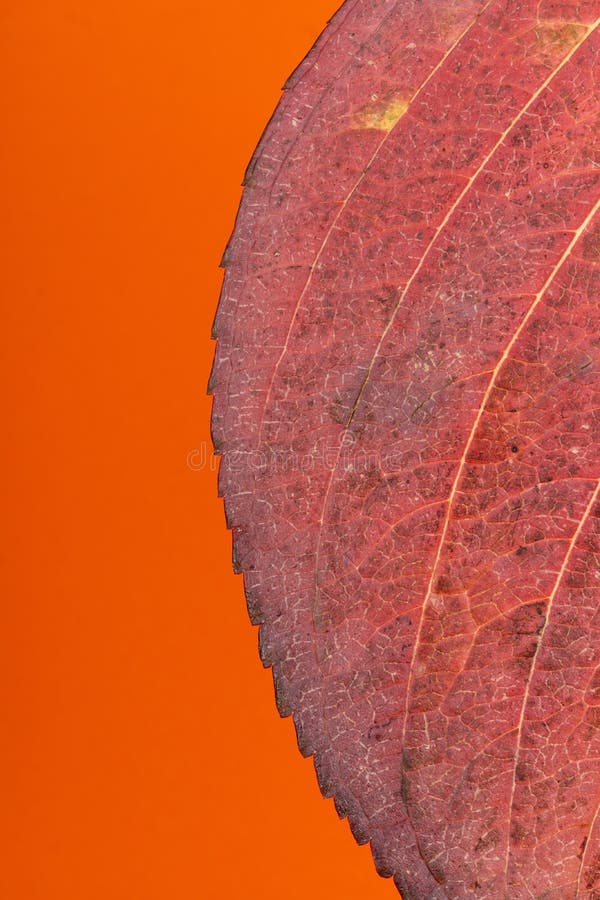 Macro Detail of the Red Leaf of a Hydrangea in Autumn Isolated on ...