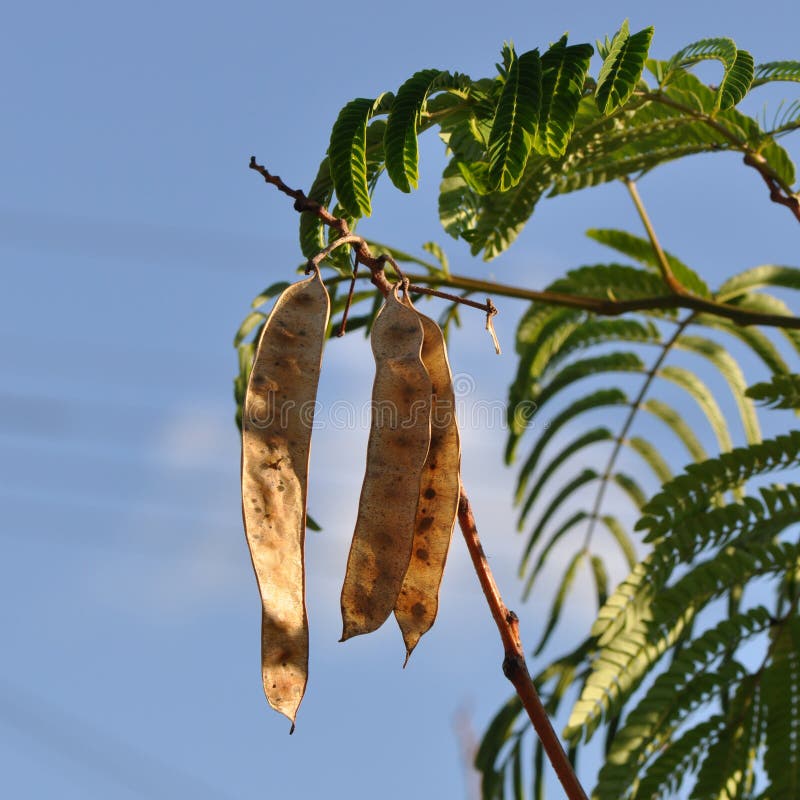 Seed capsule pod stock image. Image of stem, plant, detail - 117091311