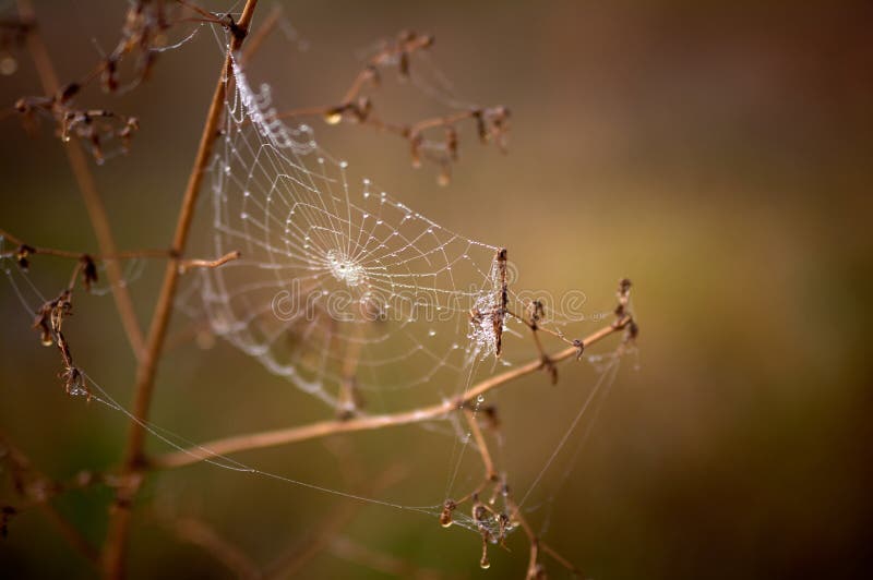 Spider Web between Branches Stock Image - Image of water, flora: 98558921