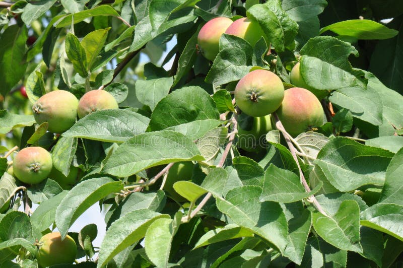 Unripe fruit apple stock photo. Image of field, food - 117568566