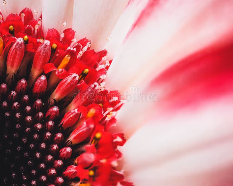 Macro Detailed Zoom on a Red Gerbera Daisy Stock Image - Image of ...