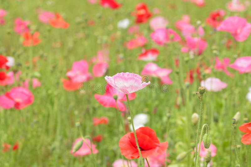 Macro Details of Colorful Poppy Flower Fields Stock Image - Image of ...
