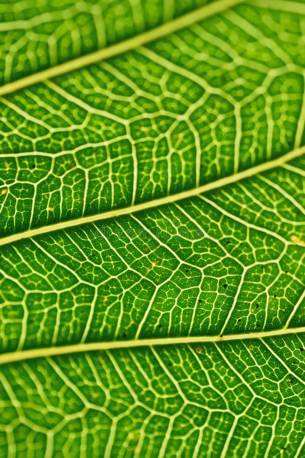 Macro Details of Green Leaf Veins in Vertical Frame Stock Photo - Image ...