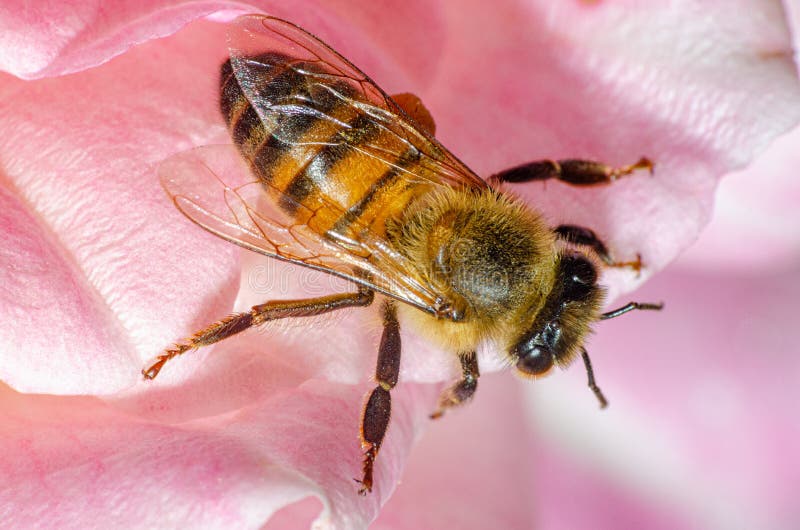 Macro Details of a Small Bee on a Rose Stock Photo - Image of color ...