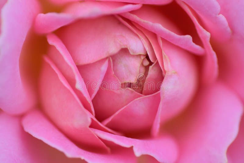 Macro Details of Vibrant Pink Colored Rose in Horizontal Frame Stock ...