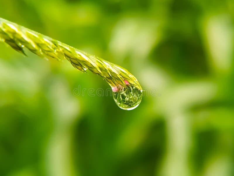 The Macro of Dew Drop at the Green Plant Stock Photo - Image of circle ...