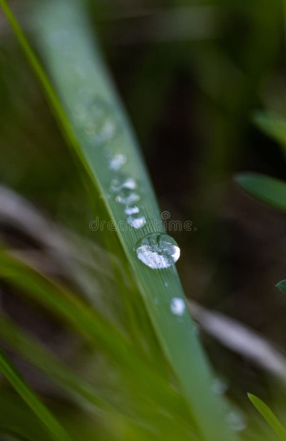 Macro of a Dew Drop on a Green Plant Stock Image - Image of freshness ...